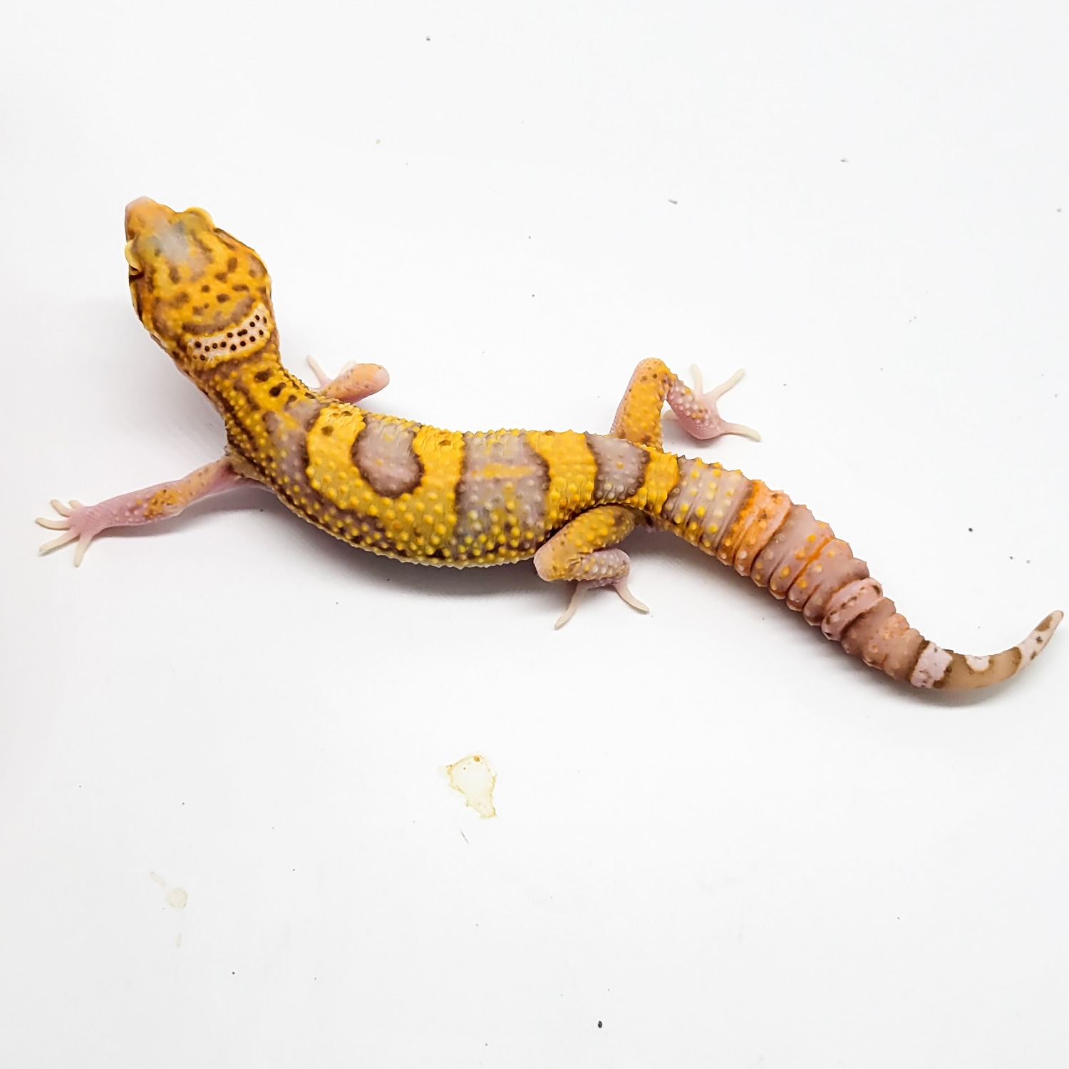 Super Giant Blood Bell Radar Leopard Gecko by Kalico Gecko - MorphMarket