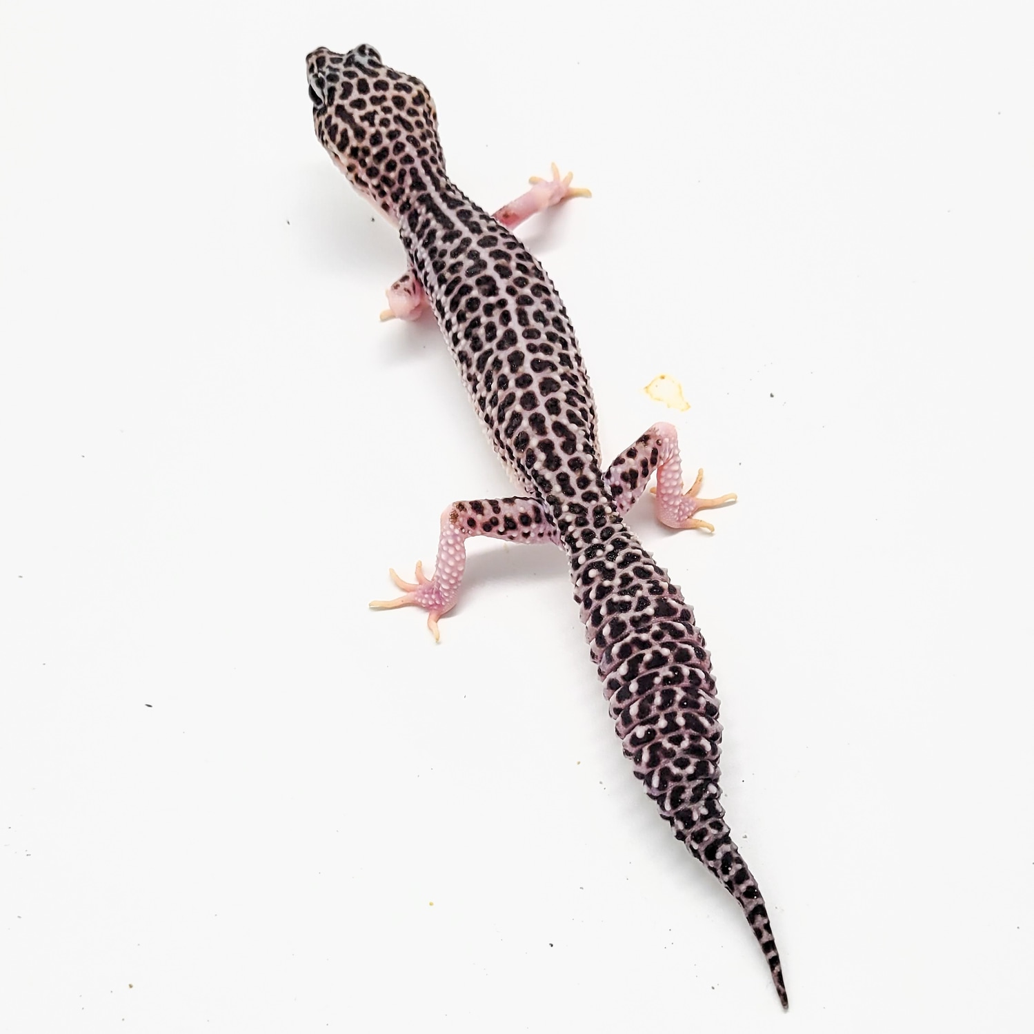 Super Giant Super Snow Eclipse Het Bell Leopard Gecko by Kalico Gecko ...