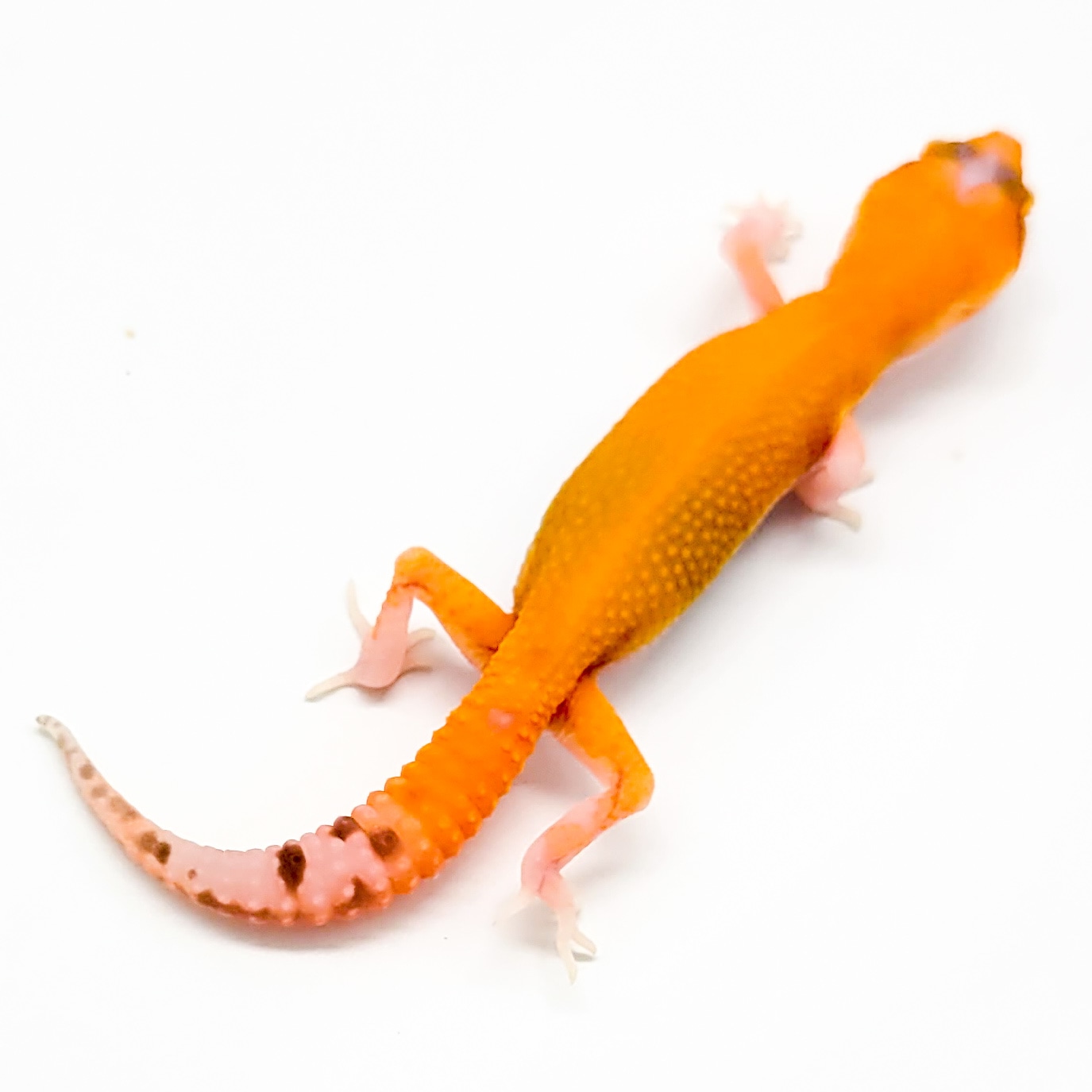 Super Giant Blood Bell Radar Ts Leopard Gecko by Kalico Gecko - MorphMarket