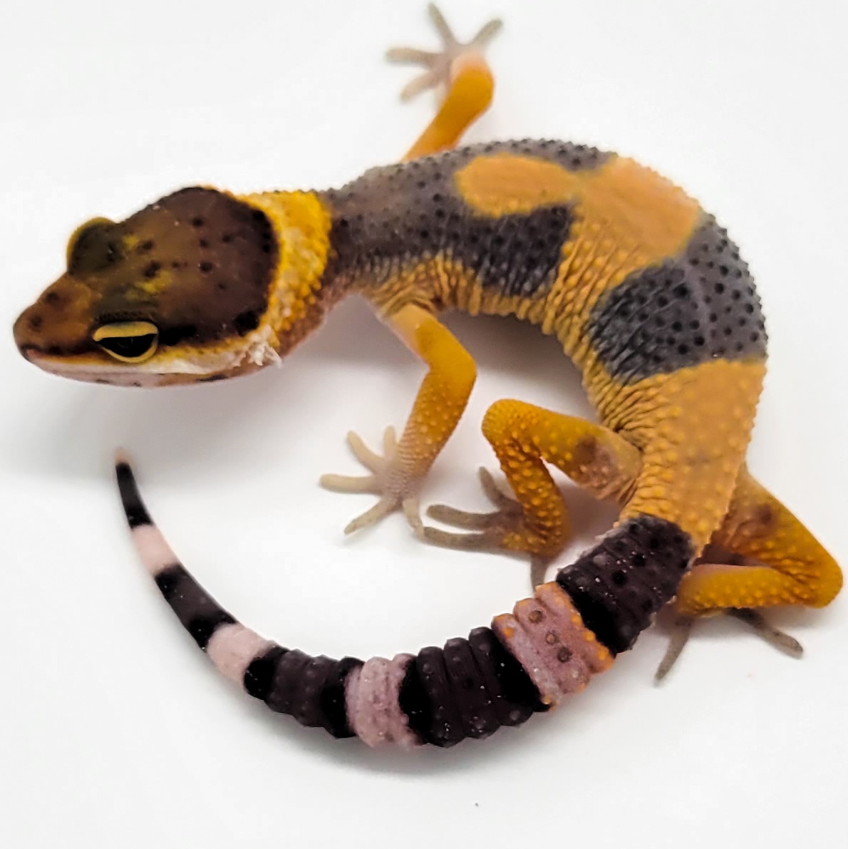 Super Giant Extreme Blood Emerine Het Tremper Het Eclipse Ts Leopard ...