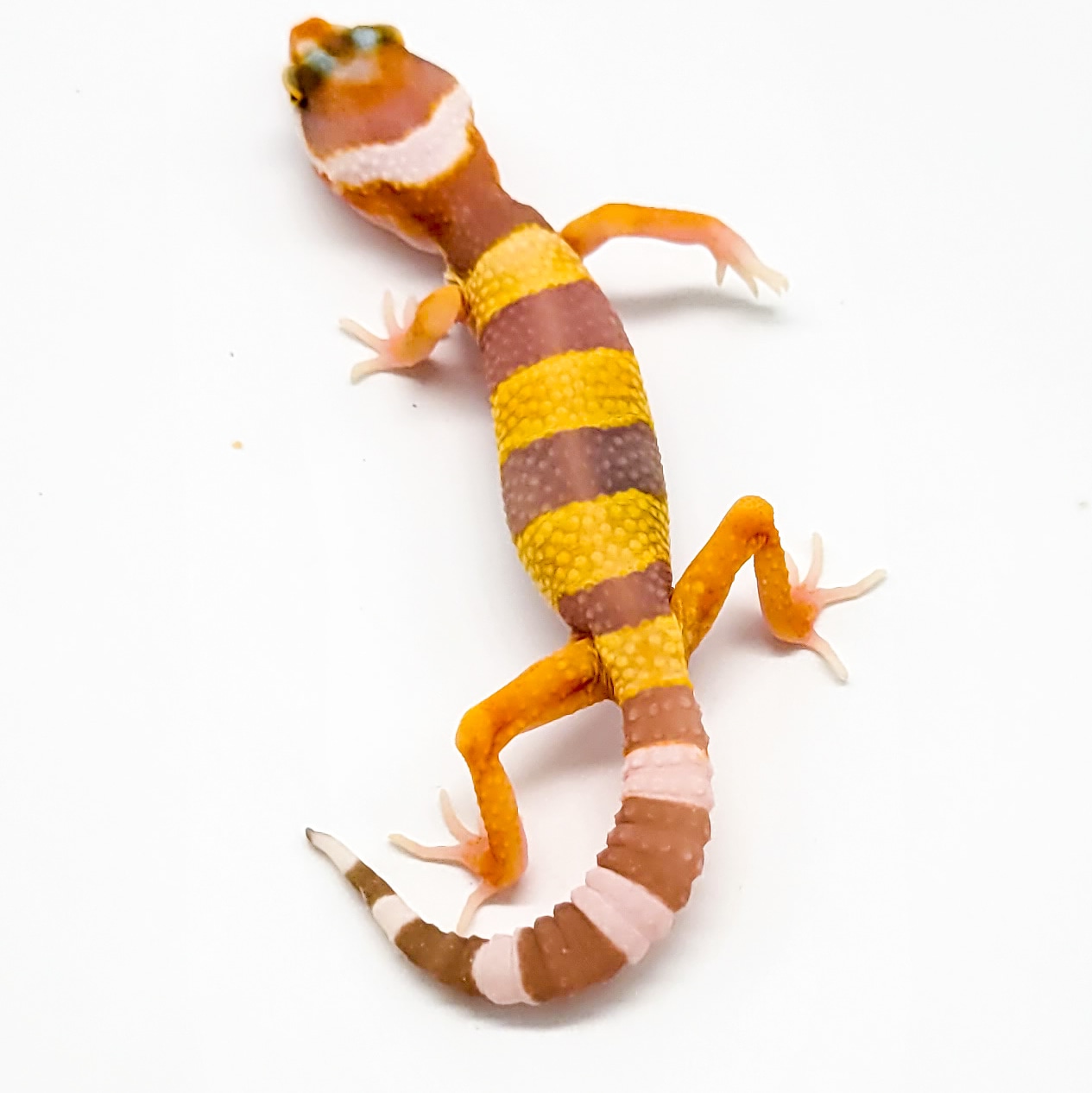 Super Giant Wy Tremper Het Eclipse Ts Leopard Gecko by Kalico Gecko ...