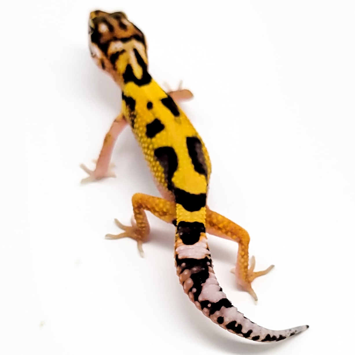 Super Giant Wildtype Het Eclipse Het Bell Ts Leopard Gecko by Kalico ...