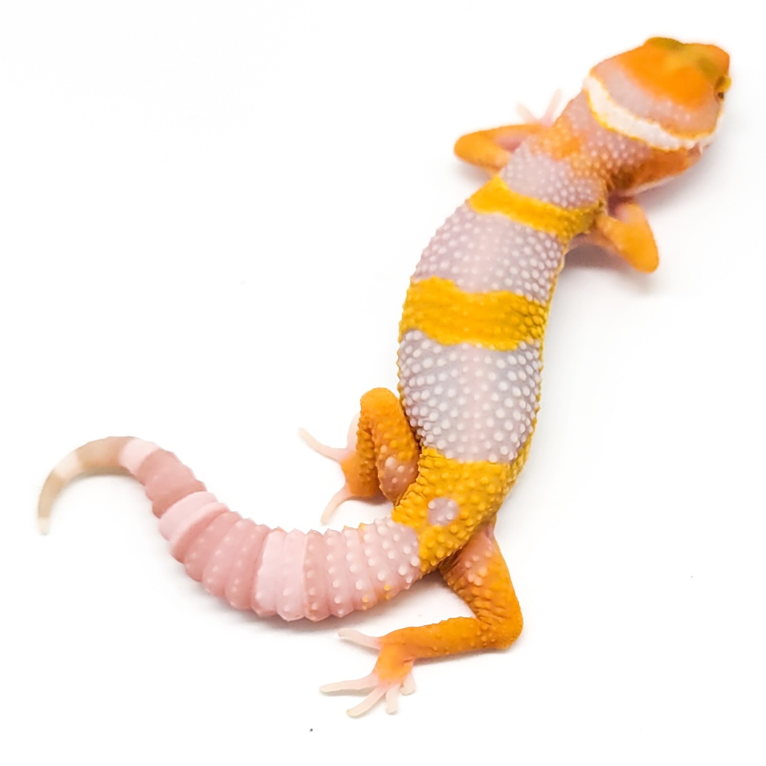 Super Giant Super Tangelo Ts Leopard Gecko by Kalico Gecko - MorphMarket
