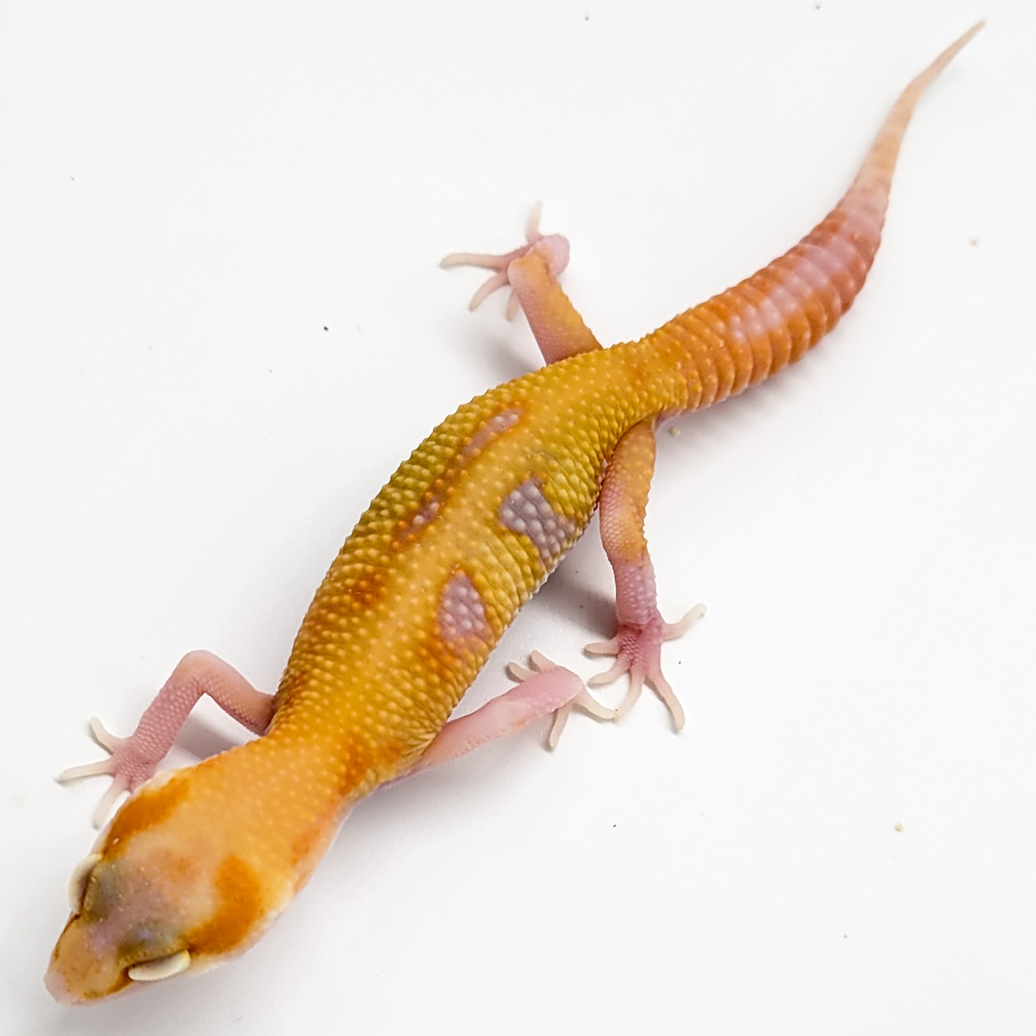 Super Giant WY High Contrast Extreme Emerine Tremper Raptor Ts Leopard ...