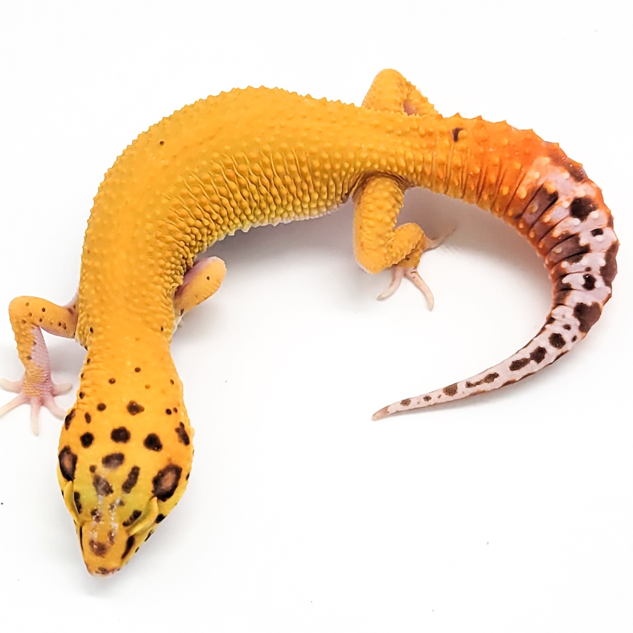 Super Giant Blood Bell Radar Ts Leopard Gecko by Kalico Gecko - MorphMarket
