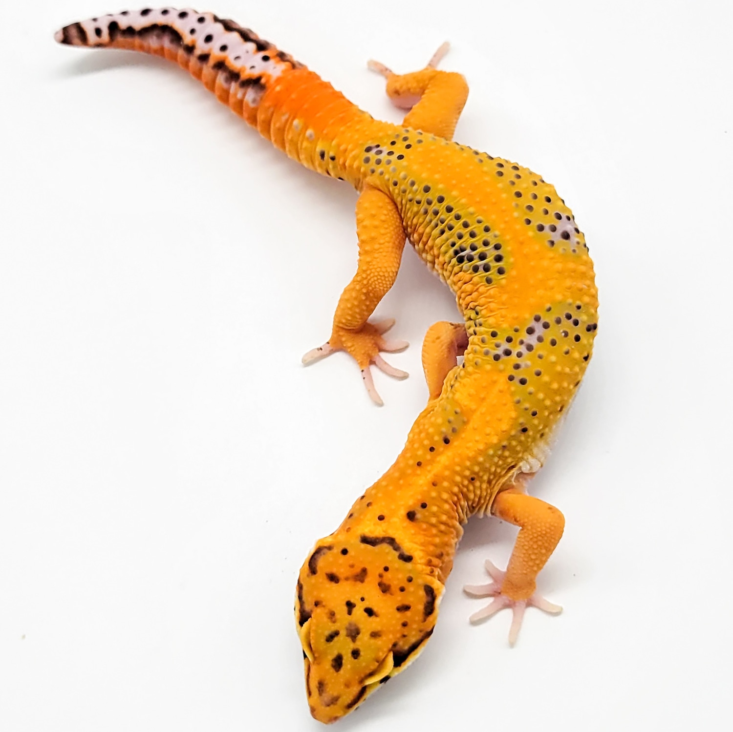 Super Giant Blood Bell Het Eclipse Ts Leopard Gecko by Kalico Gecko ...