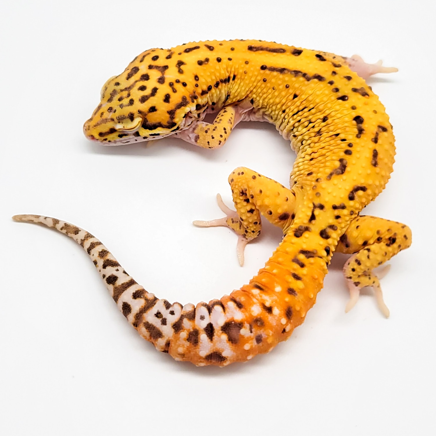 Super Giant Blood Bell Snake Eye Radar Leopard Gecko by Kalico Gecko ...