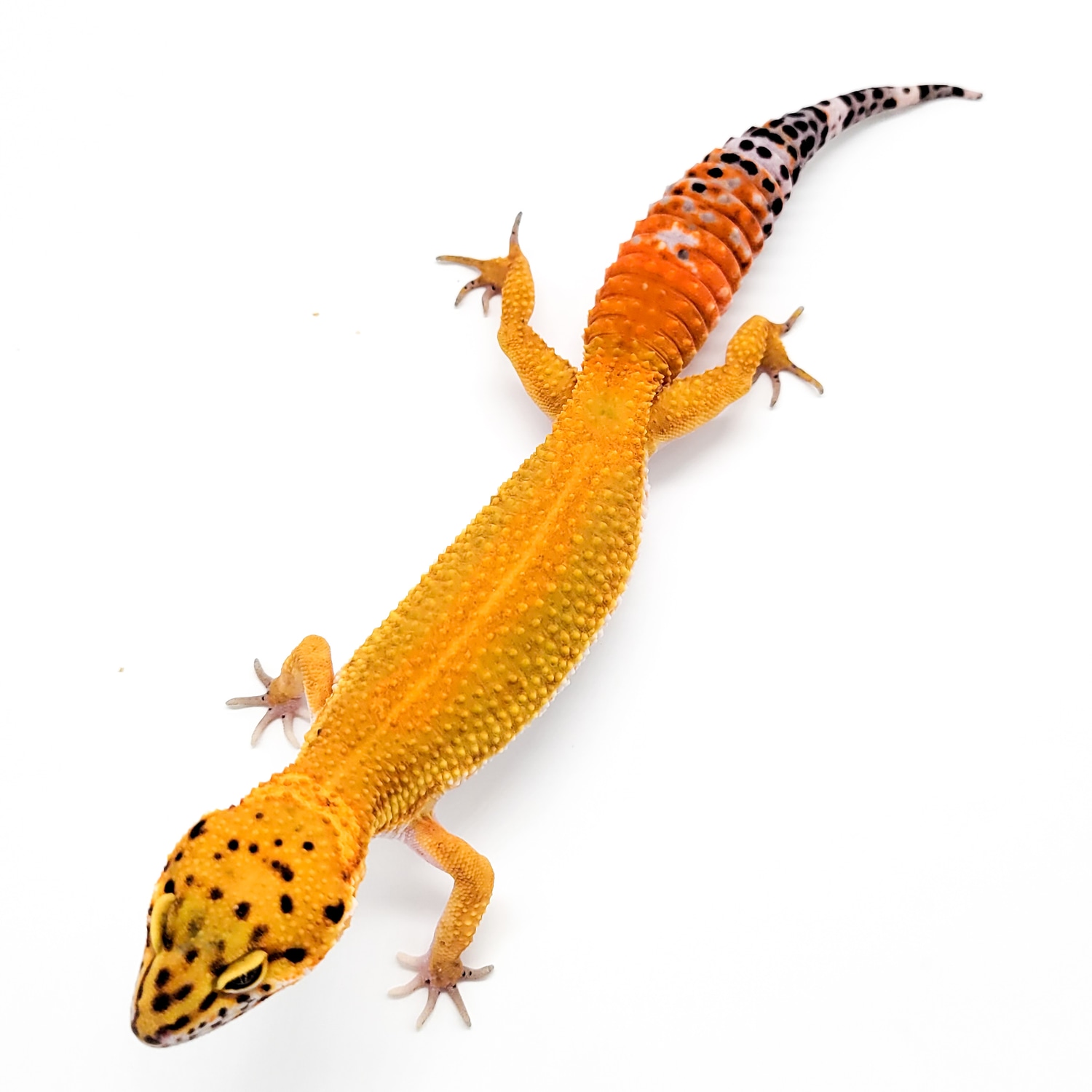 Super Giant Extreme Blood Emerine NO Het Leopard Gecko by Kalico Gecko ...