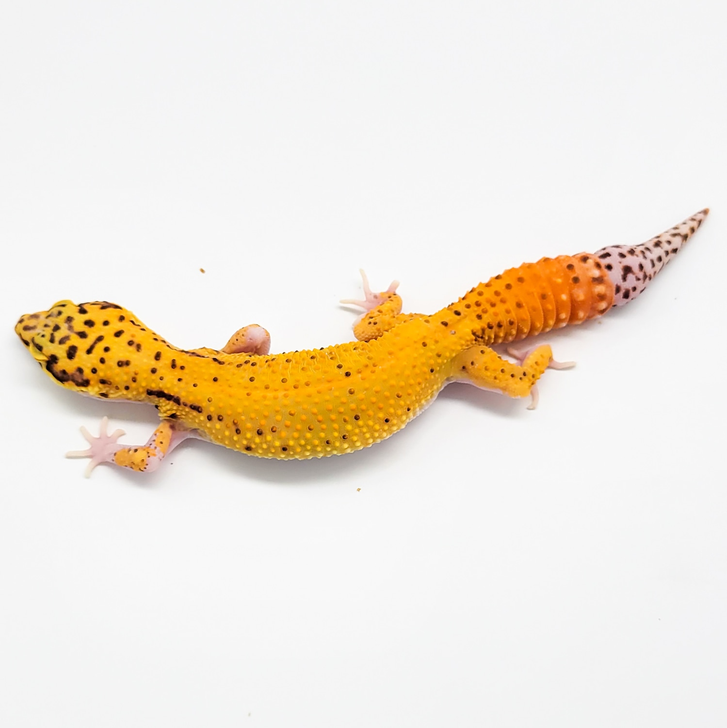 Super Giant Blood Bell Radar Leopard Gecko by Kalico Gecko - MorphMarket