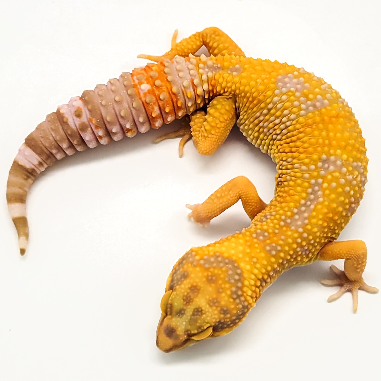 Super Giant Super Tangelo Leopard Gecko by Kalico Gecko - MorphMarket