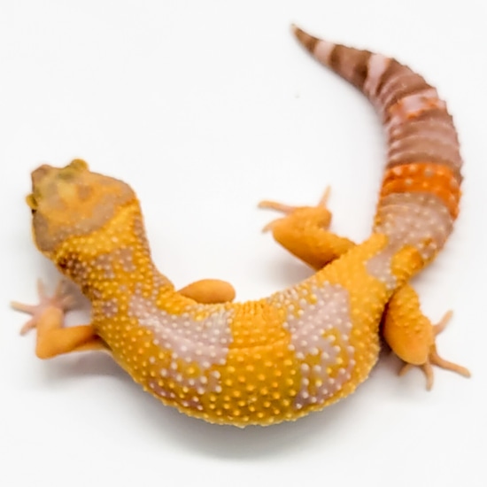 Super Giant Super Tangelo Tremper Leopard Gecko by Kalico Gecko