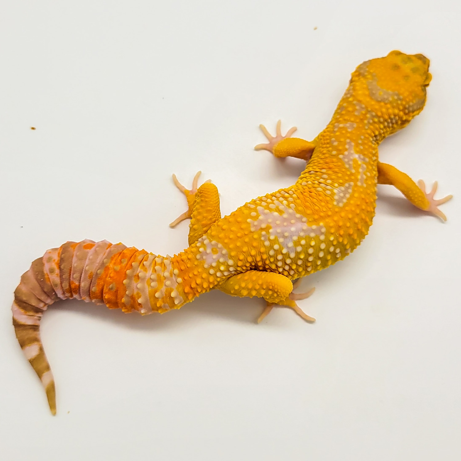 Super Giant Super Tangelo Tremper Leopard Gecko by Kalico Gecko ...