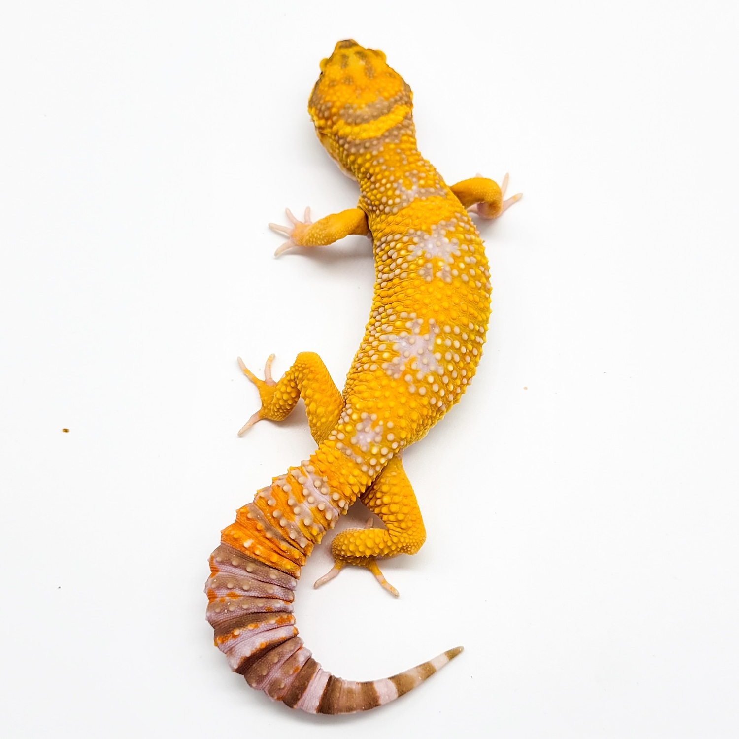 Super Giant Super Tangelo Tremper Leopard Gecko by Kalico Gecko ...