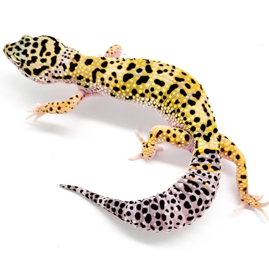 Super Giant Wild Type Het Tremper Het Eclipse Leopard Gecko by Kalico Gecko