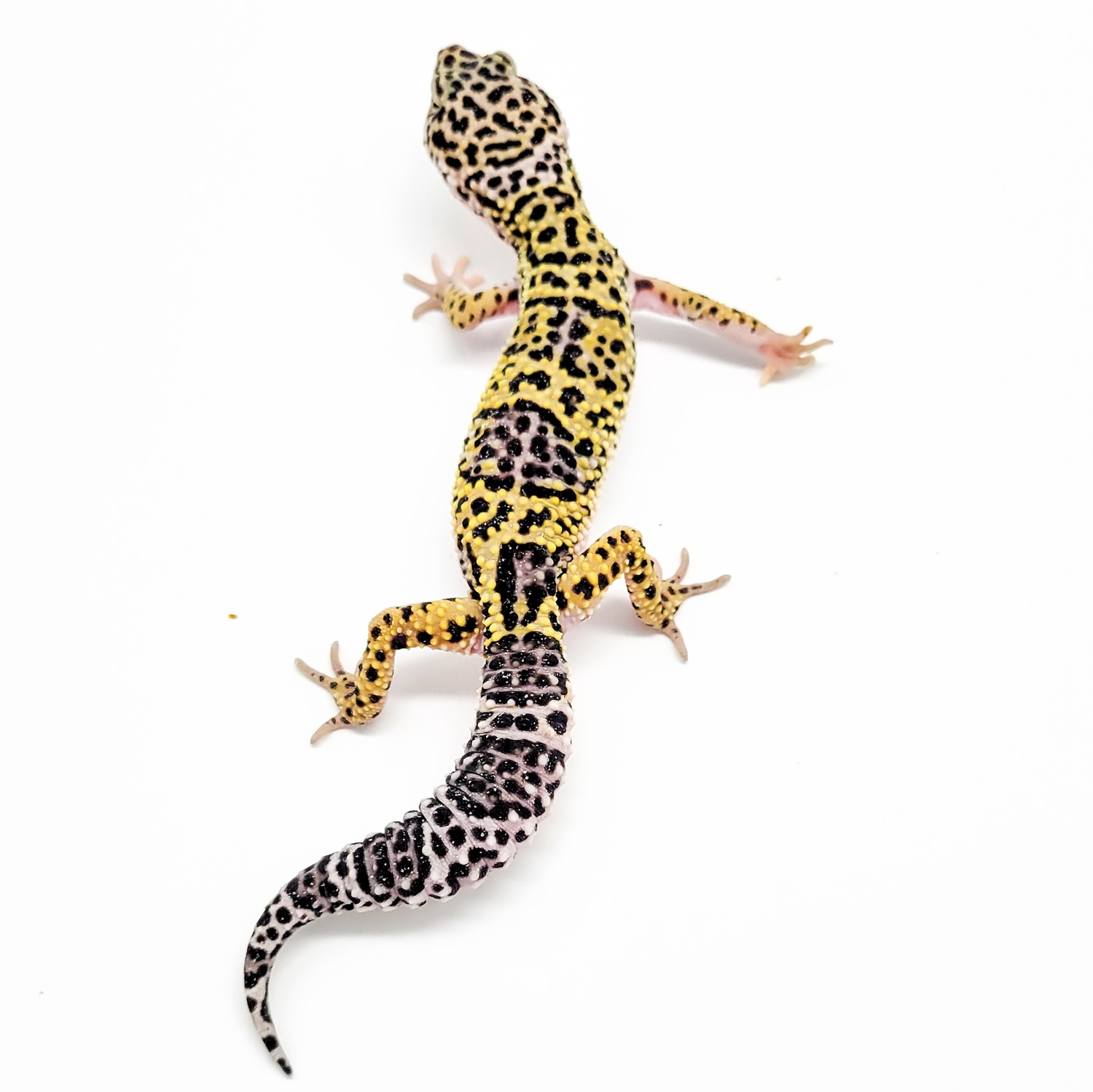 Super Giant Mack Snow Eclipse Het Tremper Leopard Gecko by Kalico Gecko ...