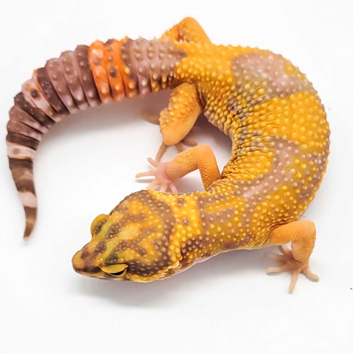 Super Giant Super Tangelo Tremper Leopard Gecko by Kalico Gecko ...