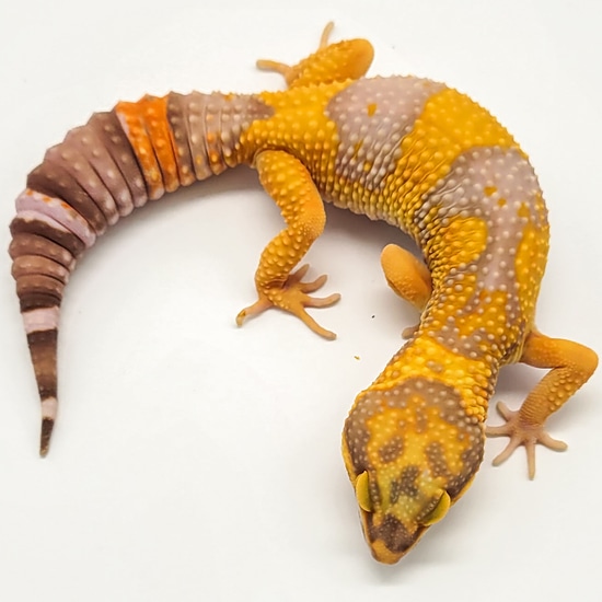 Super Giant Super Tangelo Tremper Leopard Gecko by Kalico Gecko