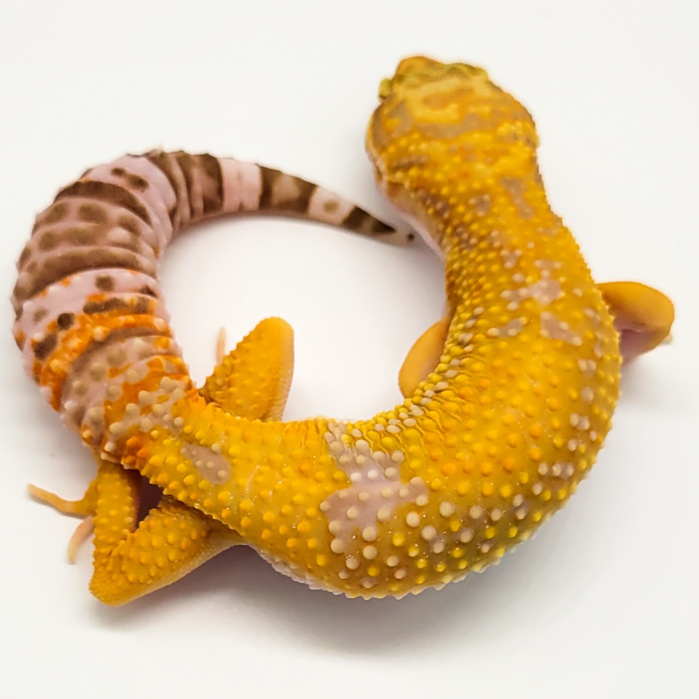 Super Giant Super Tangelo Tremper Leopard Gecko by Kalico Gecko ...