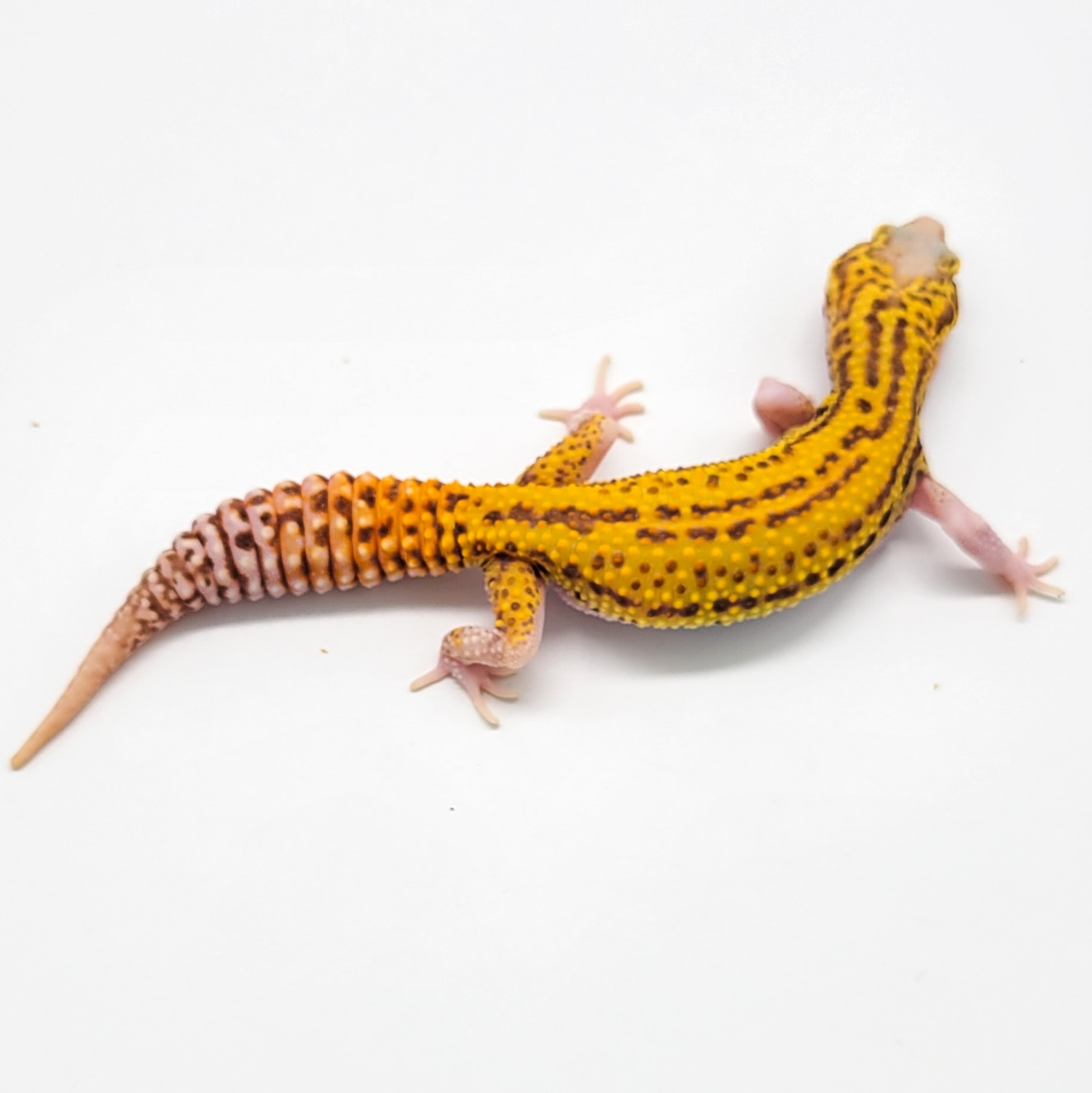 Super Giant Blood Bell Radar Leopard Gecko by Kalico Gecko - MorphMarket