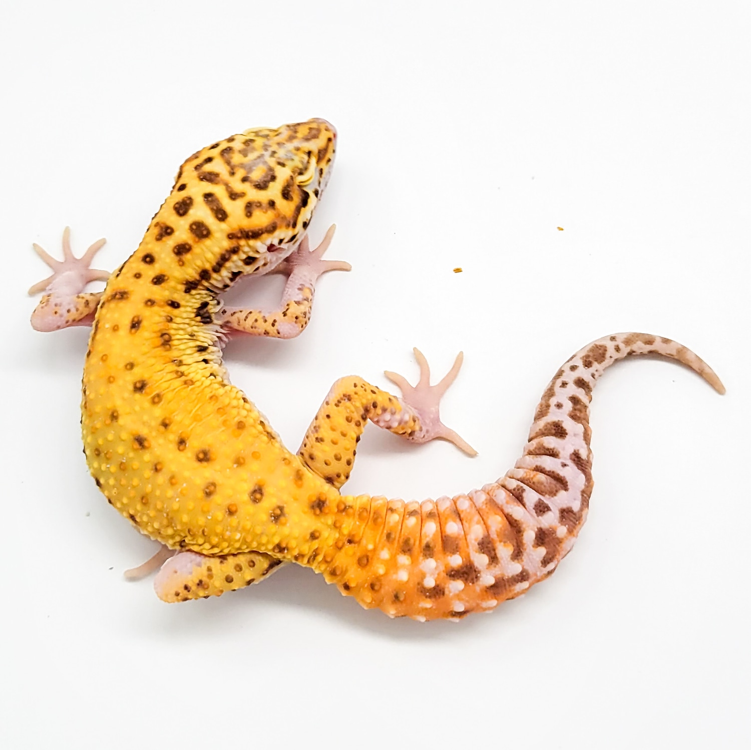 Super Giant Blood Bell Radar Leopard Gecko by Kalico Gecko - MorphMarket