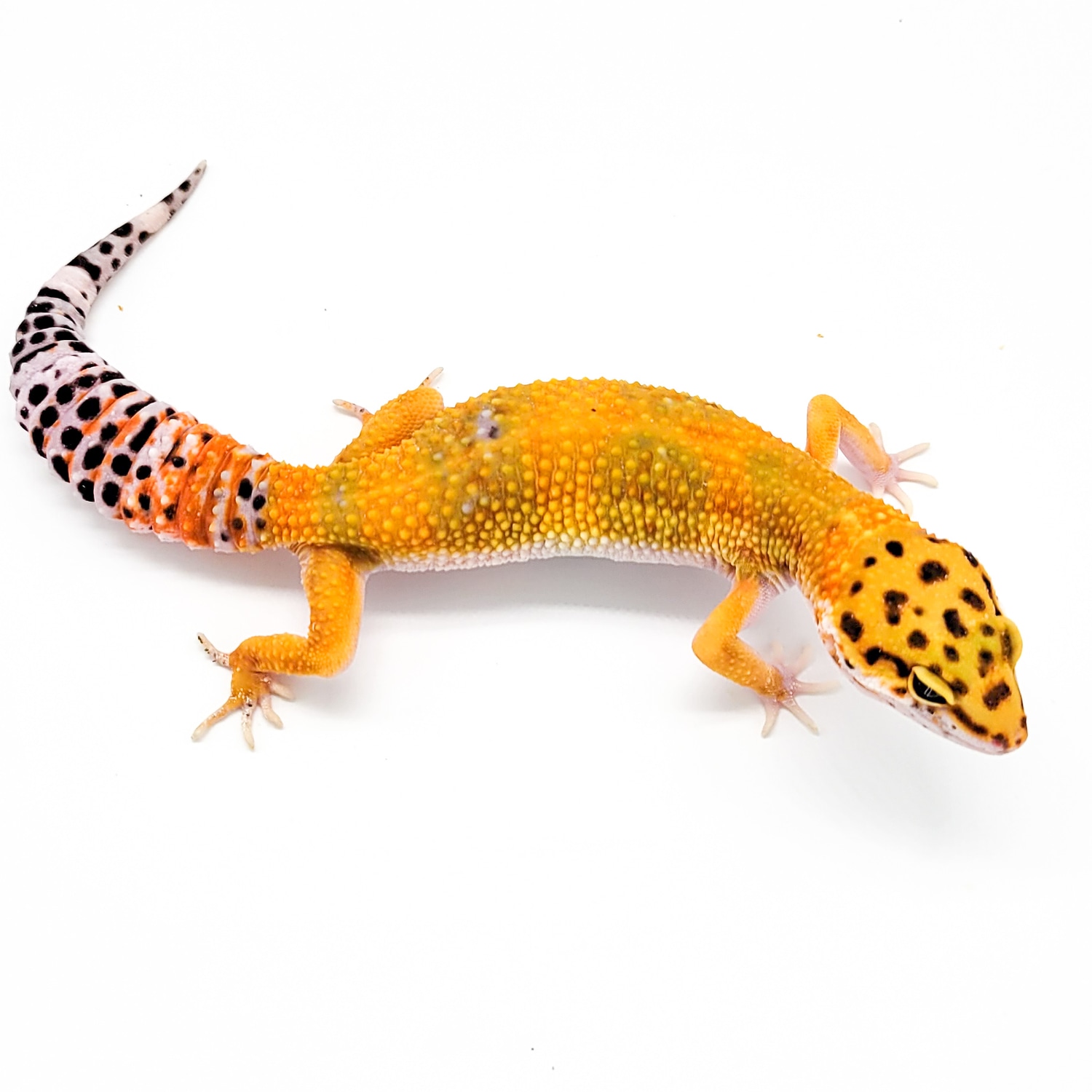 Super Giant Extreme Blood Emerine Het Tremper Het Eclipse Leopard Gecko ...