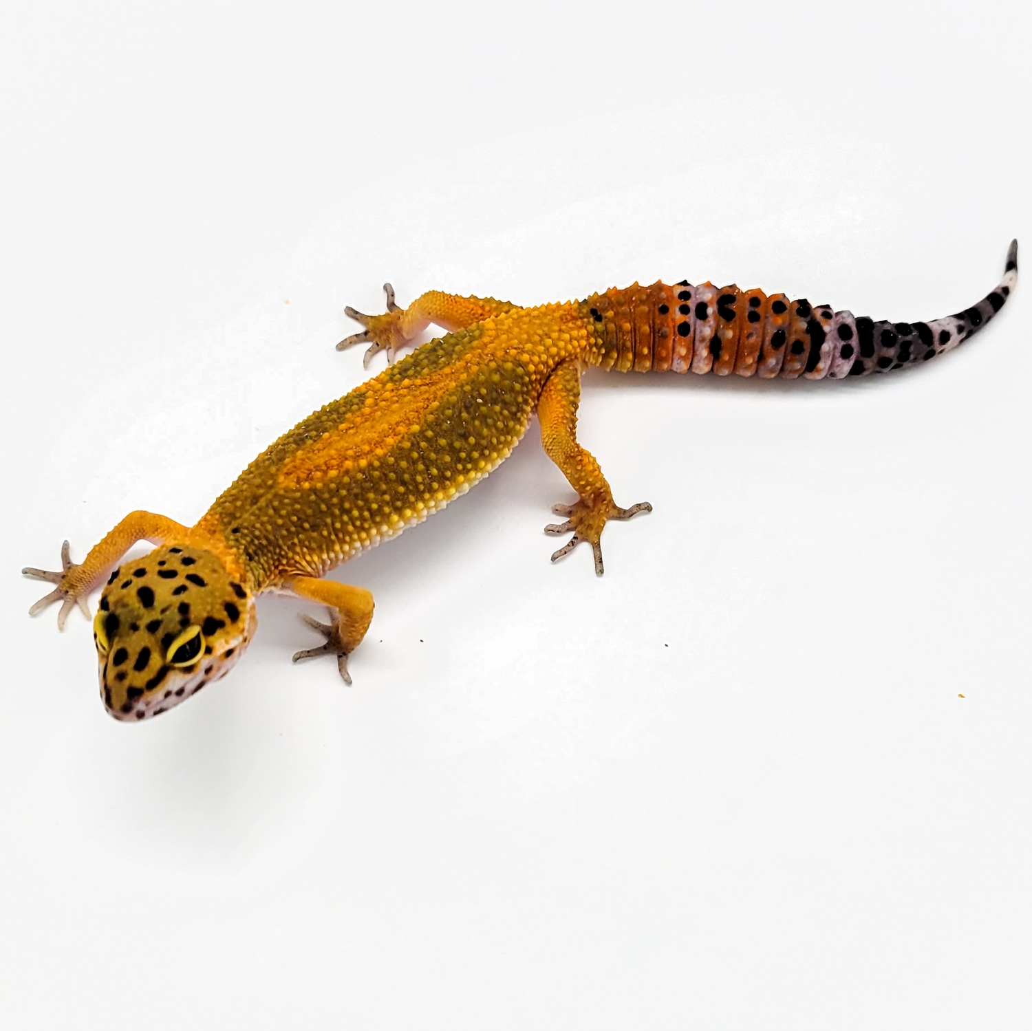 Super Giant Extreme Blood Emerine NO Het Leopard Gecko by Kalico Gecko ...