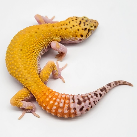Super Giant Blood Bell Radar Leopard Gecko by Kalico Gecko