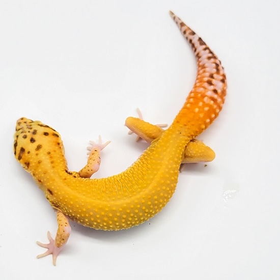Super Giant Blood Bell Radar Leopard Gecko by Kalico Gecko