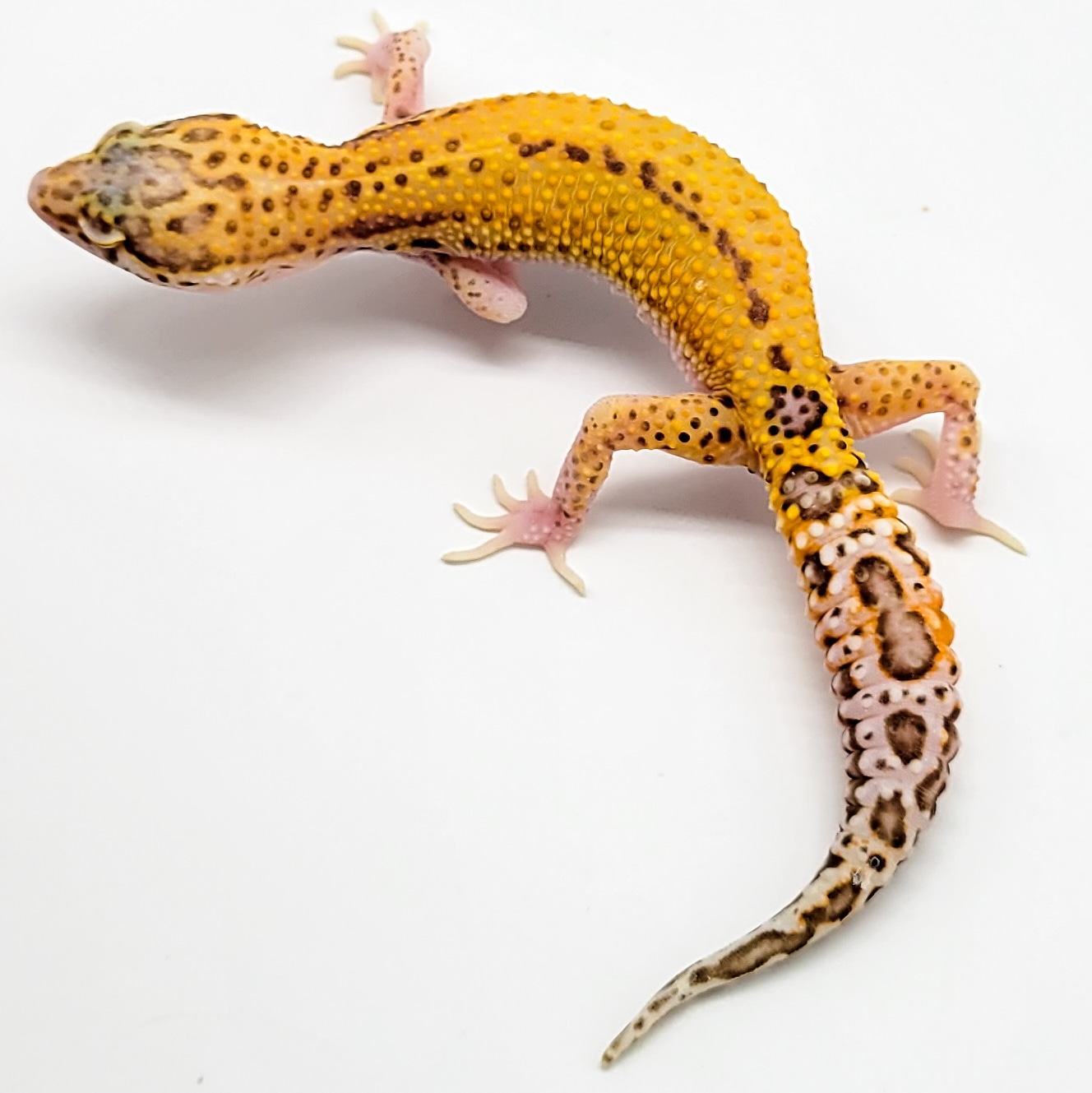 Super Giant Blood Bell Radar Leopard Gecko by Kalico Gecko - MorphMarket