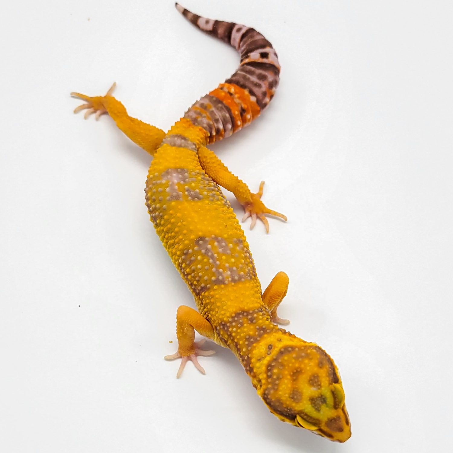 Super Giant Super Tangelo Tremper Leopard Gecko by Kalico Gecko ...