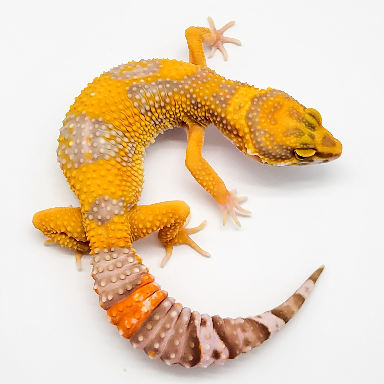 Super Giant Super Tangelo Tremper Leopard Gecko by Kalico Gecko ...