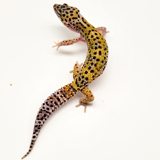 Super Giant Wild Type Het Eclipse Het Bell Leopard Gecko by Kalico Gecko