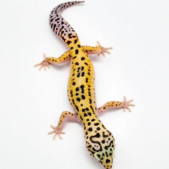 Super Giant Wild Type Het Eclipse Het Tremper Leopard Gecko by Kalico Gecko