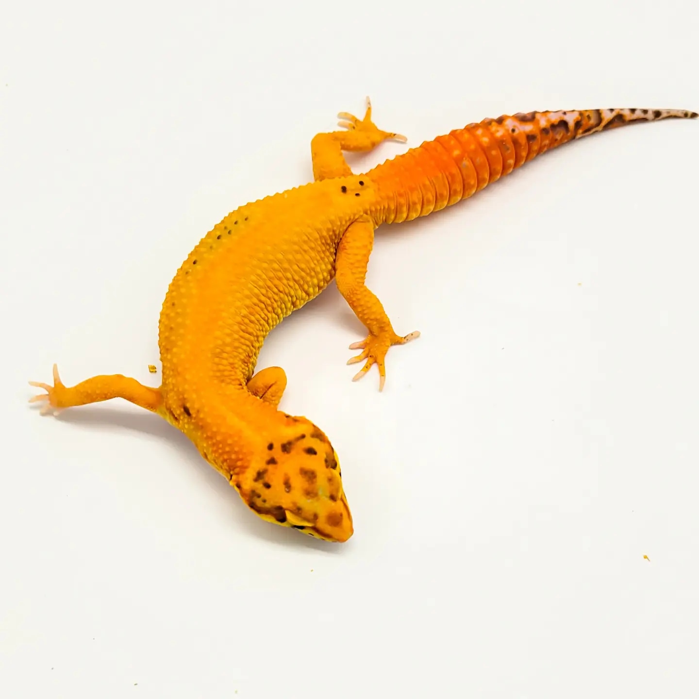 Super Giant Blood Bell Het Eclipse Leopard Gecko by Kalico Gecko ...