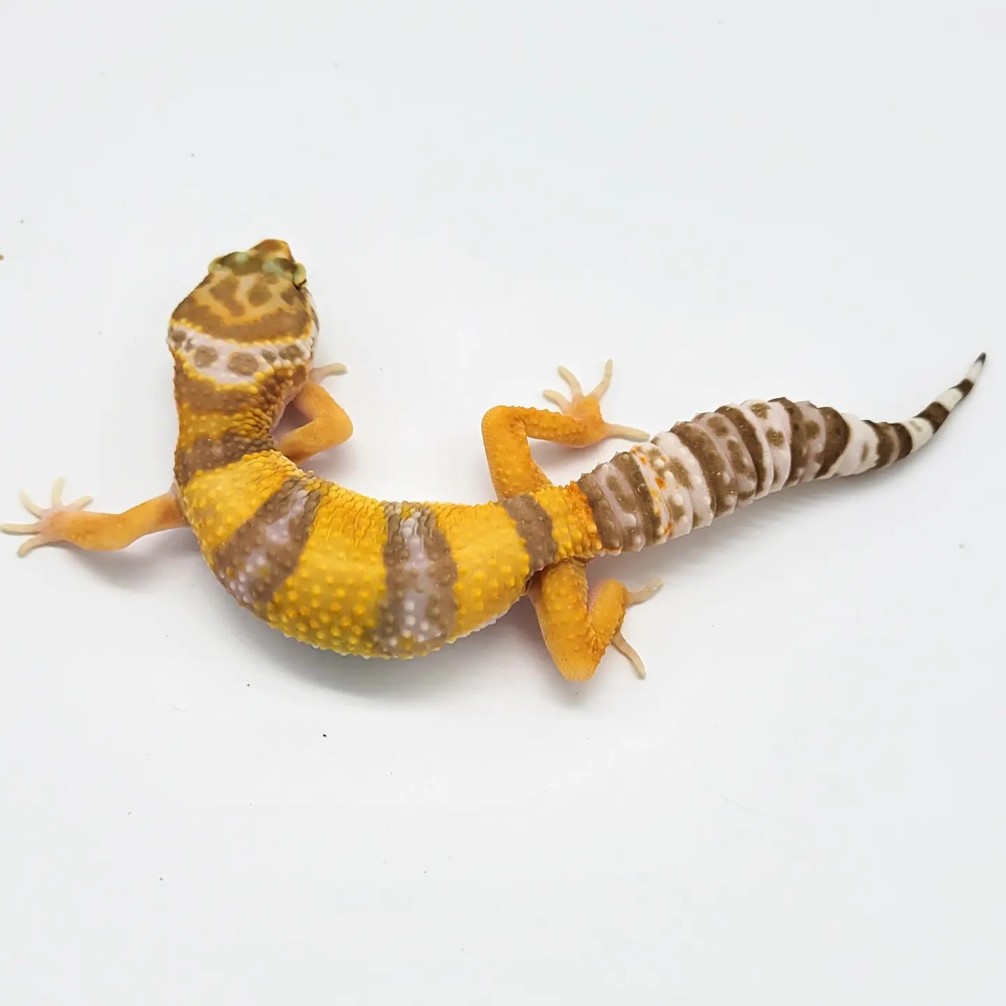 Super Giant Osiris Wy Tremper Het Eclipse Leopard Gecko by Kalico Gecko ...