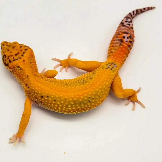 Super Giant Blood Bell Het Eclipse Leopard Gecko by Kalico Gecko