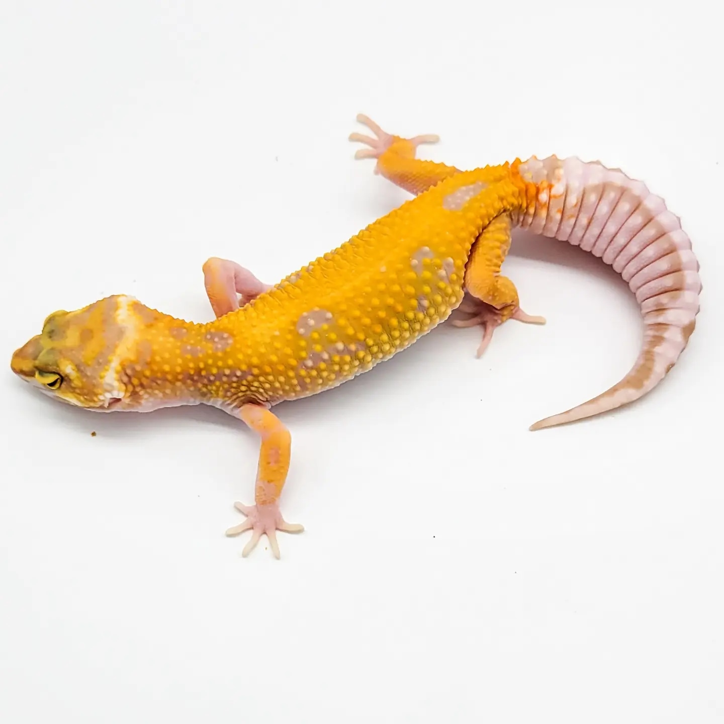 Super Giant Osiris Wy High Contrast Extreme Emerine Tremper Het Eclipse ...