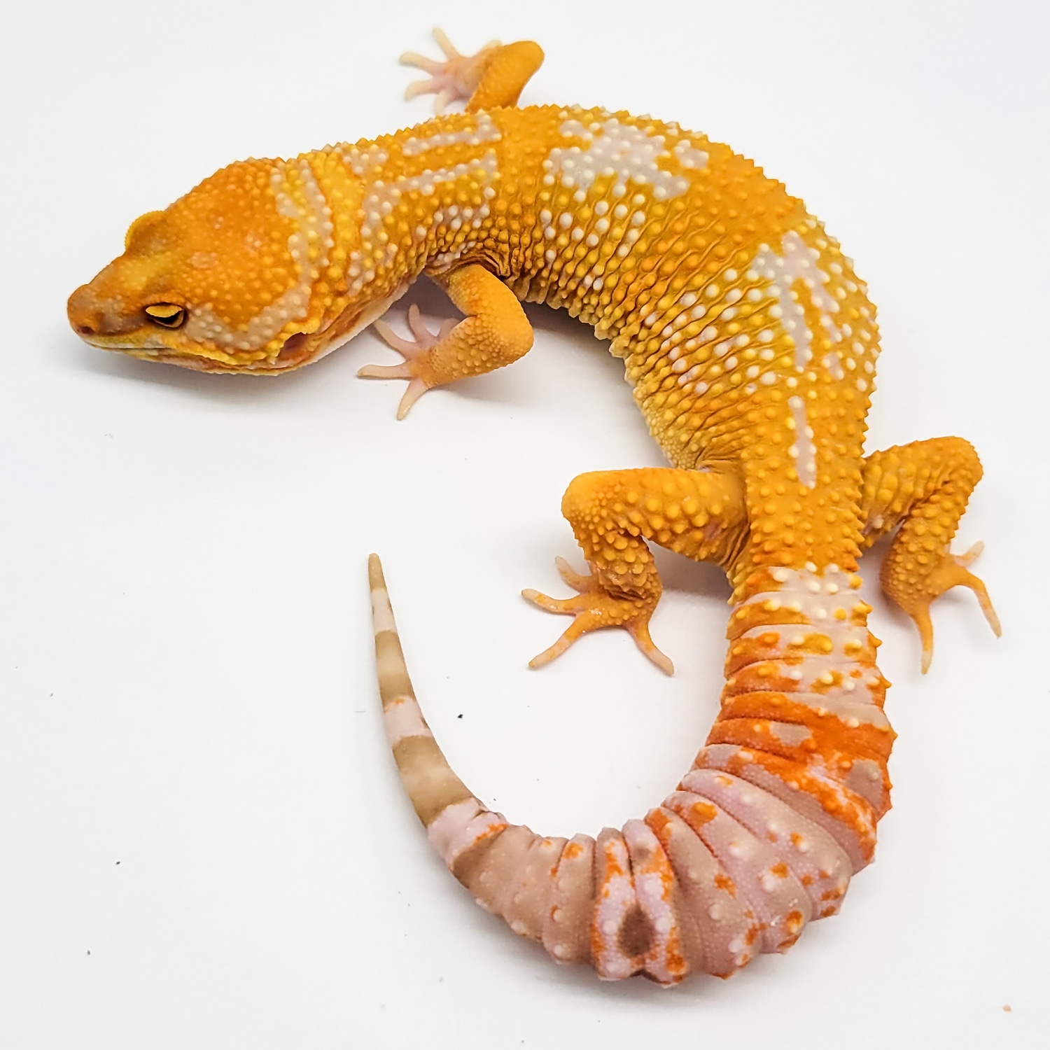 Super Giant Super Tangelo Tremper Leopard Gecko by Kalico Gecko ...
