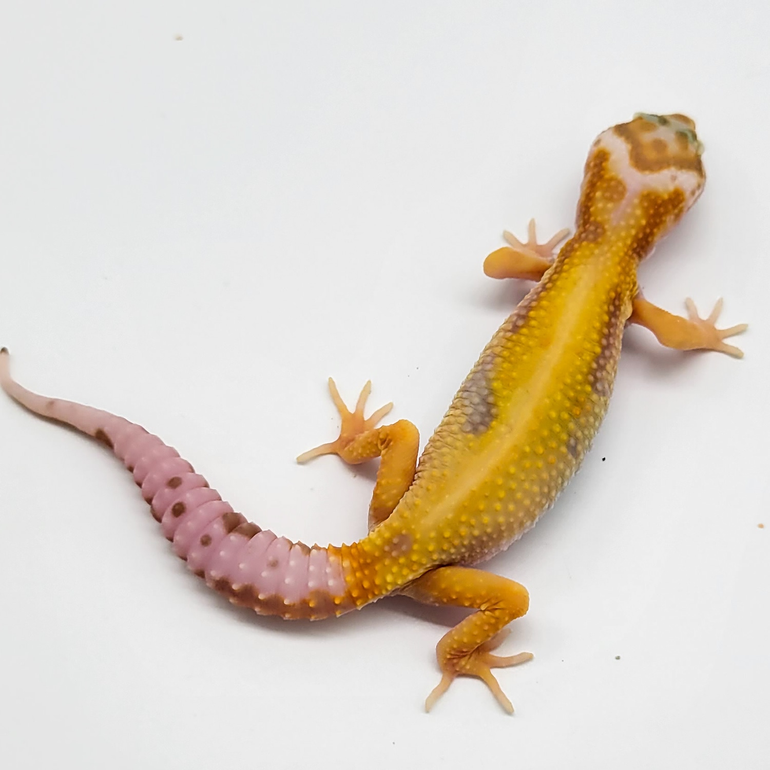 Super Giant Osiris Wy High Contrast Extreme Emerine Tremper Het Eclipse ...