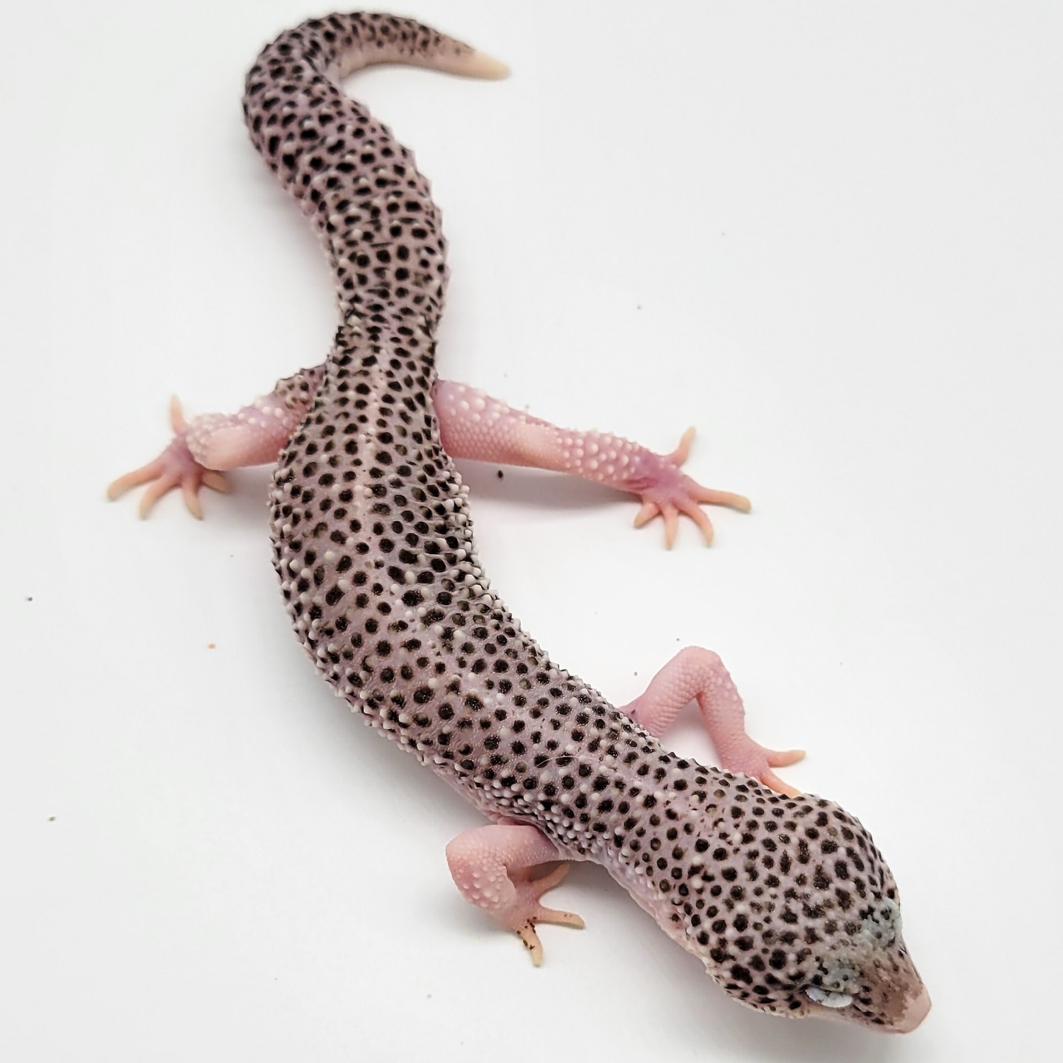 Super Giant Super Snow Eclipse Het Bell Leopard Gecko by Kalico Gecko ...