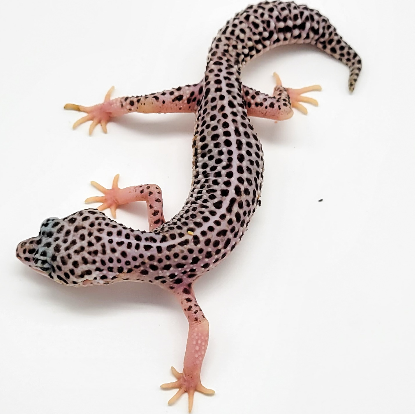 Super Giant Super Snow Eclipse Het Bell Leopard Gecko by Kalico Gecko ...