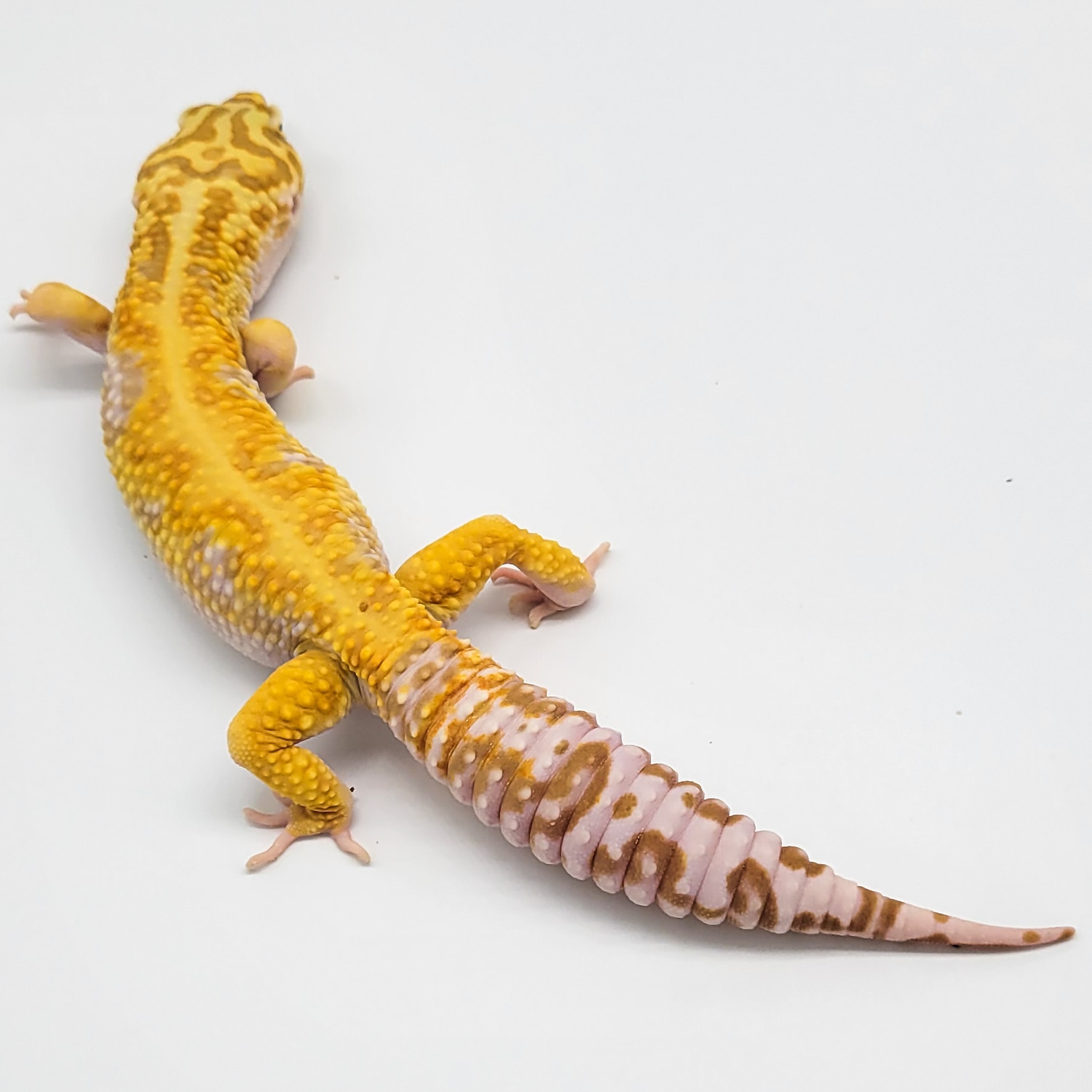 Super Giant Osiris Son Wy High Contrast Extreme Emerine Tremper Het ...