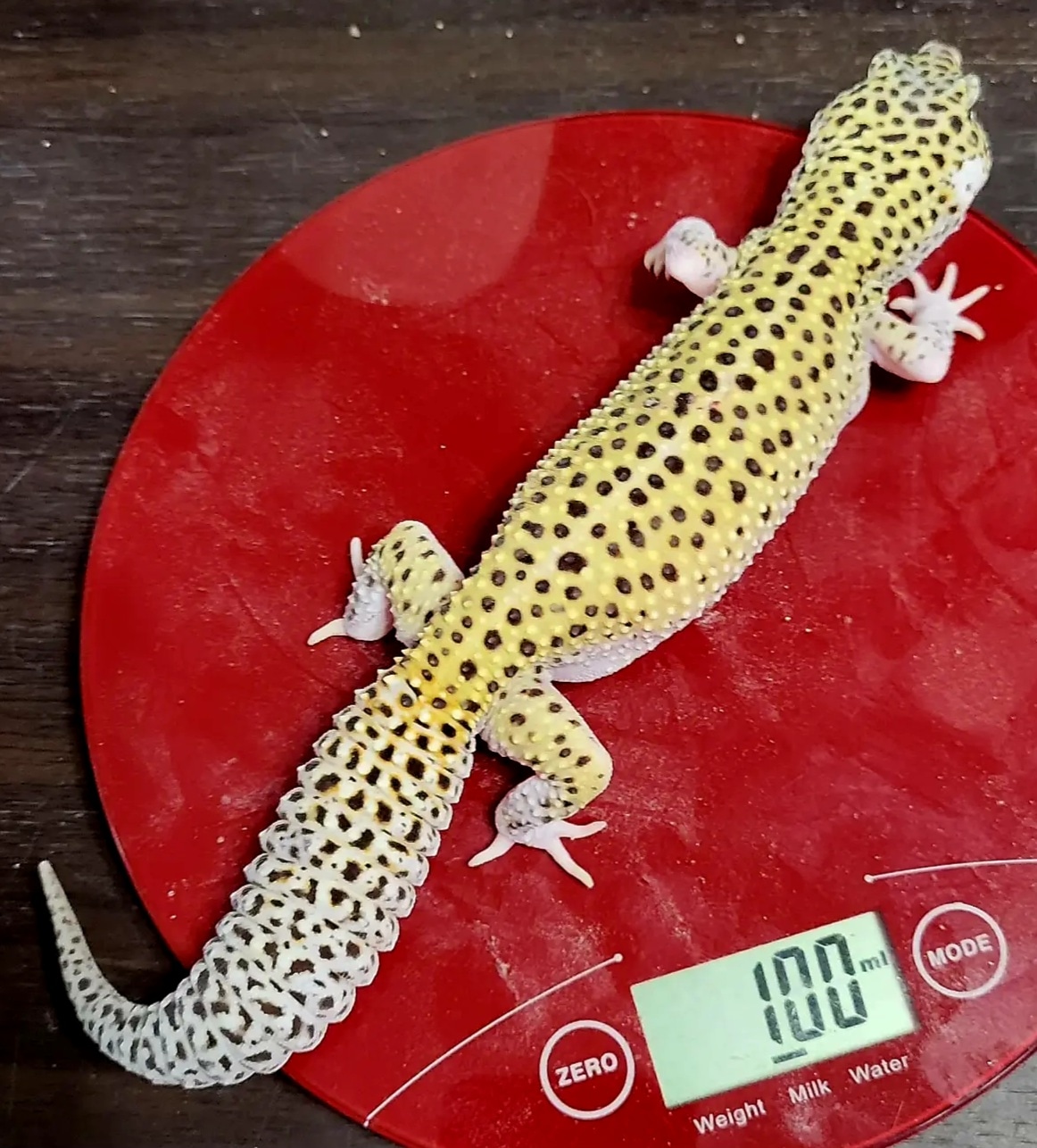 Super Giant 100 Gram Mack Snow Eclipse Het Bell Leopard Gecko by Kalico ...