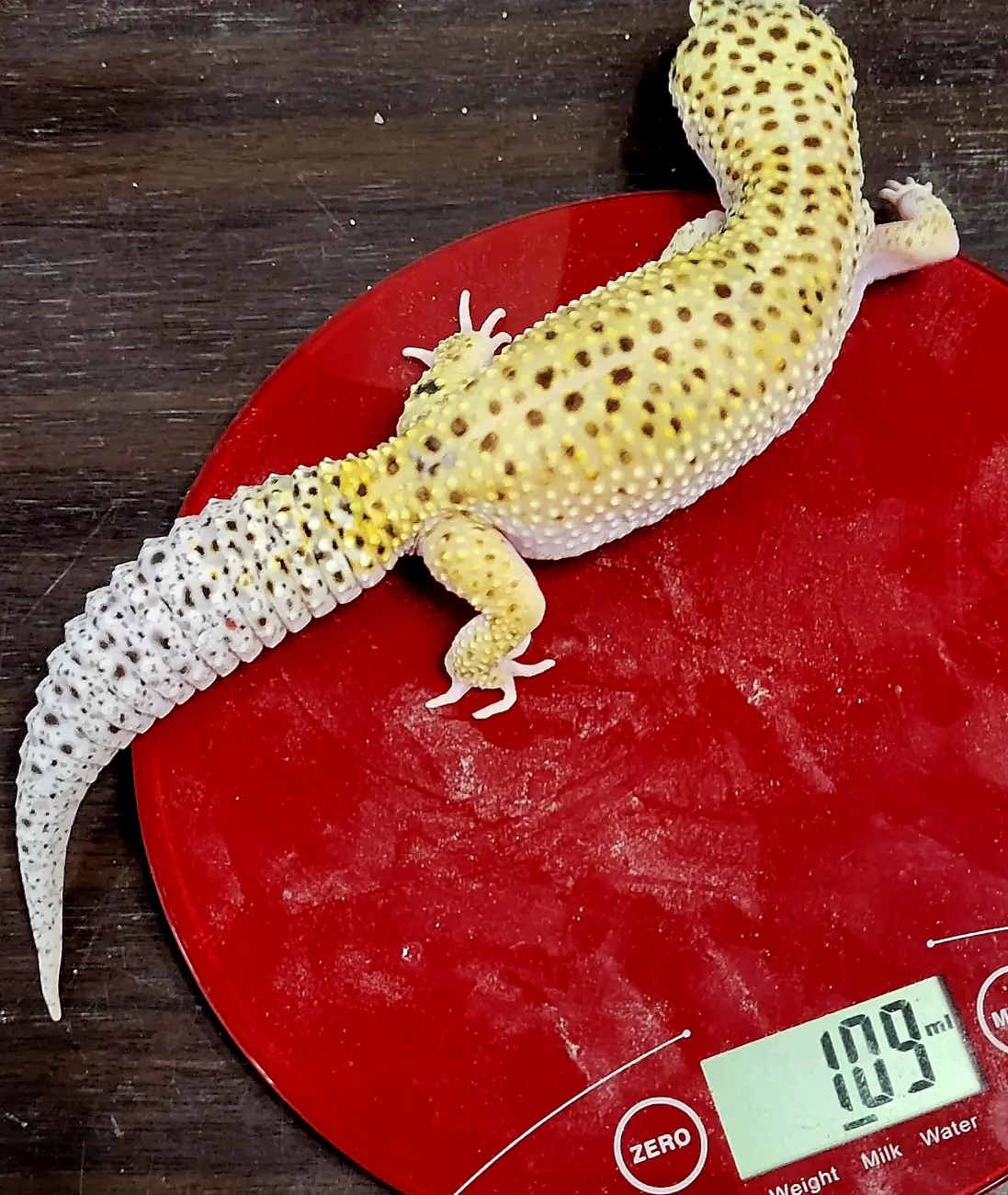 Super Giant 109 Gram Mack Snow Eclipse Het Bell Leopard Gecko by Kalico ...