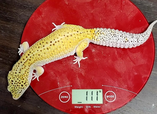 Super Giant 111 Grams Mack Snow Eclipse Het Bell Leopard Gecko by ...