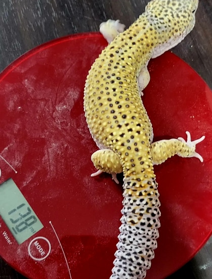 Super Giant Leopard Gecko by Kalico Gecko