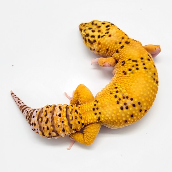 Super Giant Blood Bell Radar Leopard Gecko by Kalico Gecko