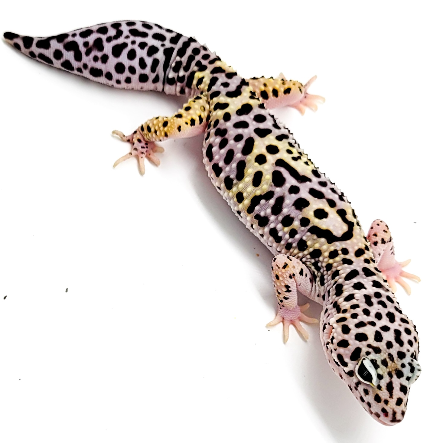 GIANT Black Night Mack Snow Het Bell Het Eclipse Leopard Gecko by ...