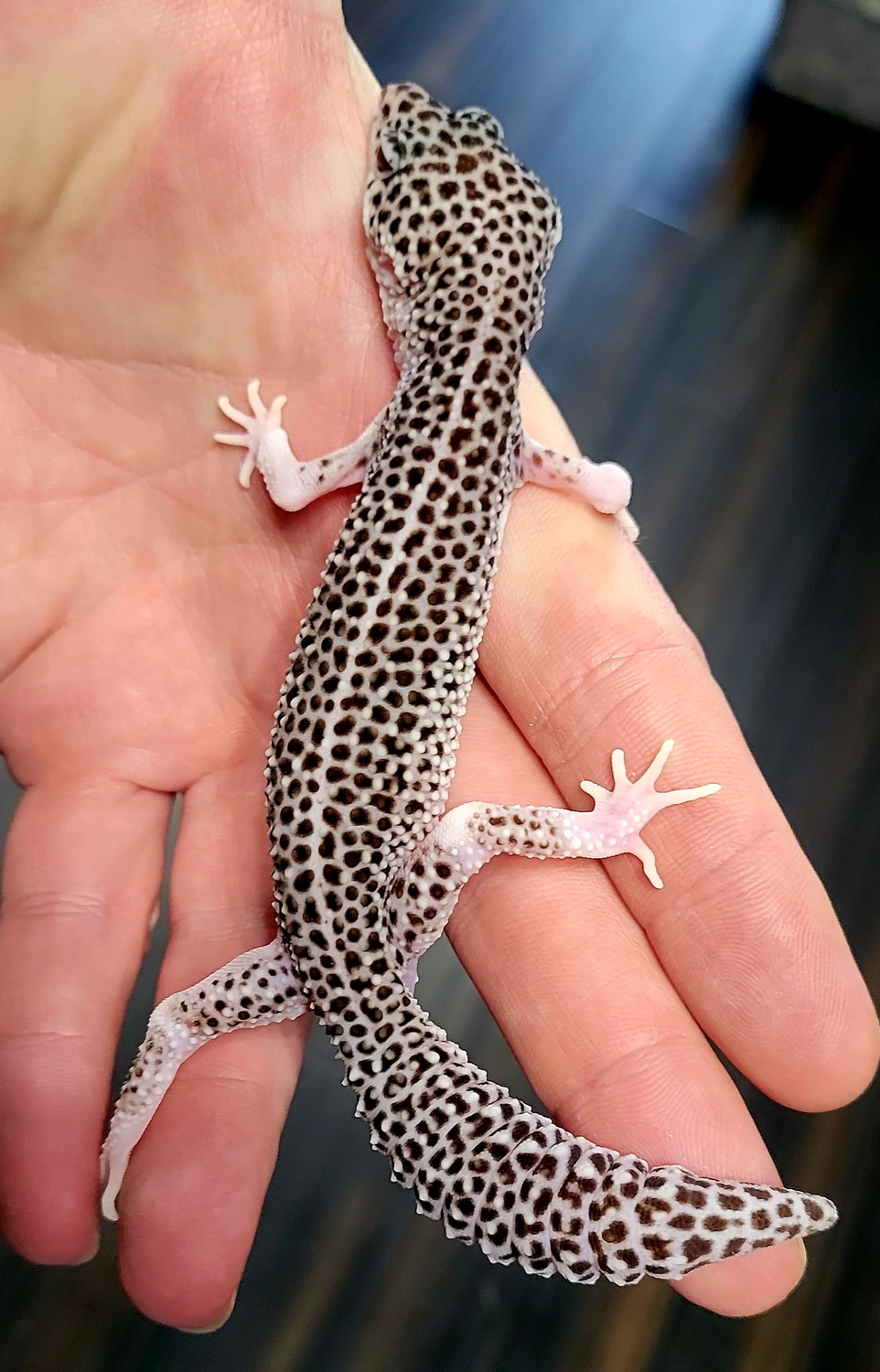 Super Giant Super Snow Eclipse Het Bell Leopard Gecko by Kalico Gecko ...