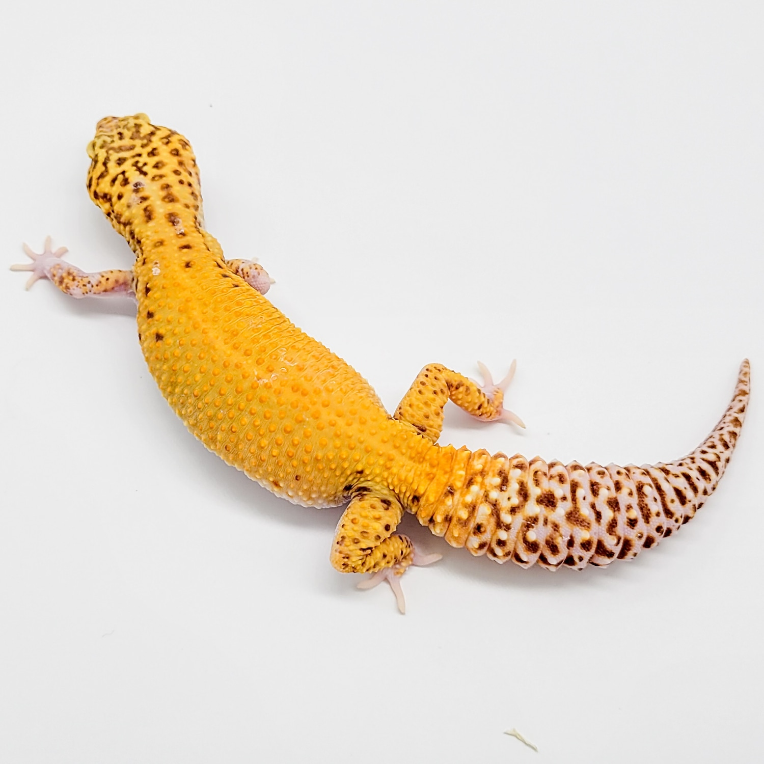 Super Giant Blood Bell Radar Leopard Gecko by Kalico Gecko - MorphMarket